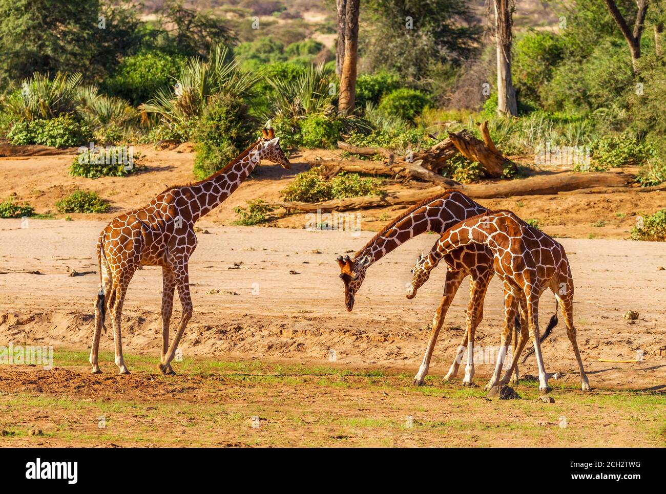 Three Reticulated Giraffes (Giraffa camelopardalis reticulata), bending ...
