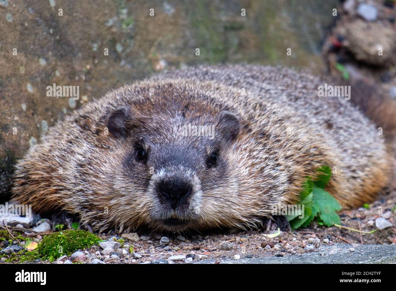 Groundhog closeup: looking straight into the camera Stock Photo - Alamy