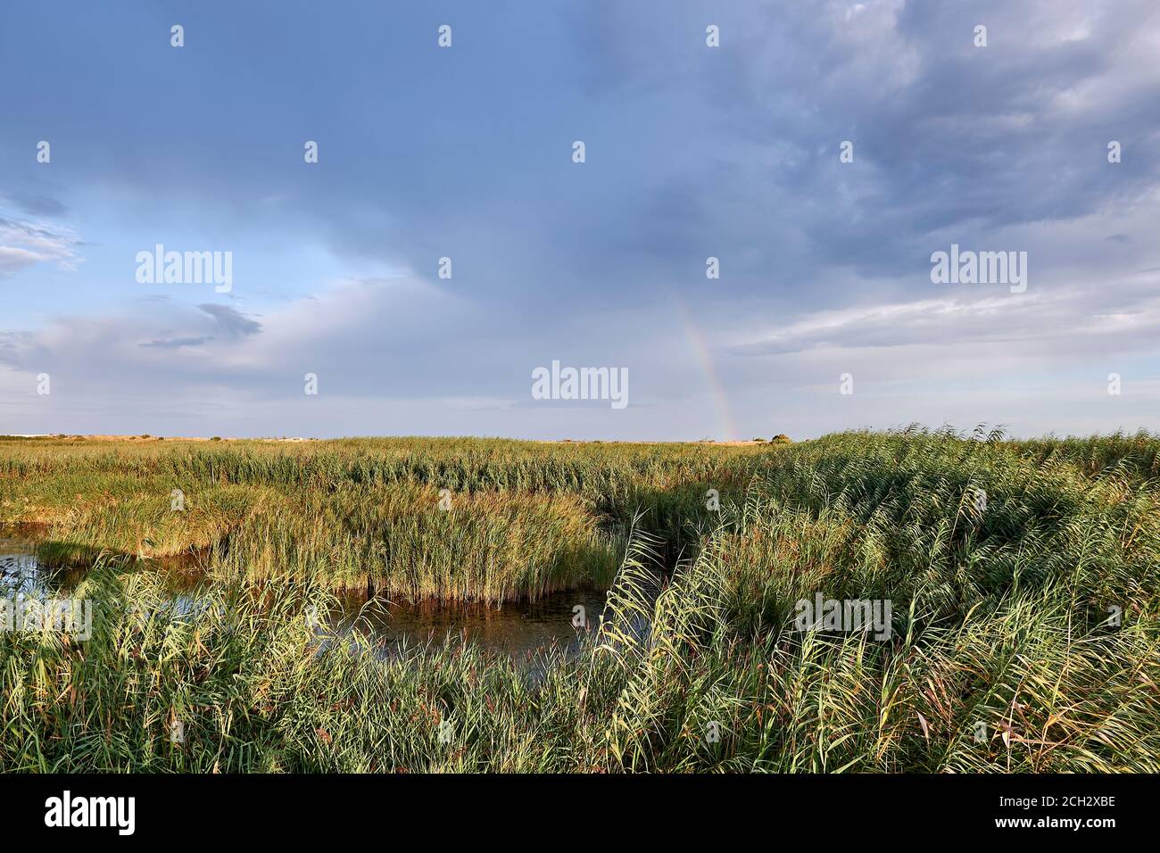 Reeds field at sunset bathed by sun rays, clouds, green, lonely Stock ...