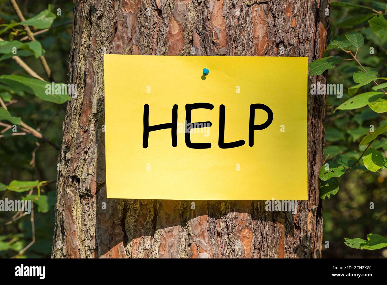 A yellow card with the word HELP, Attached to a tree in the forest. The ...