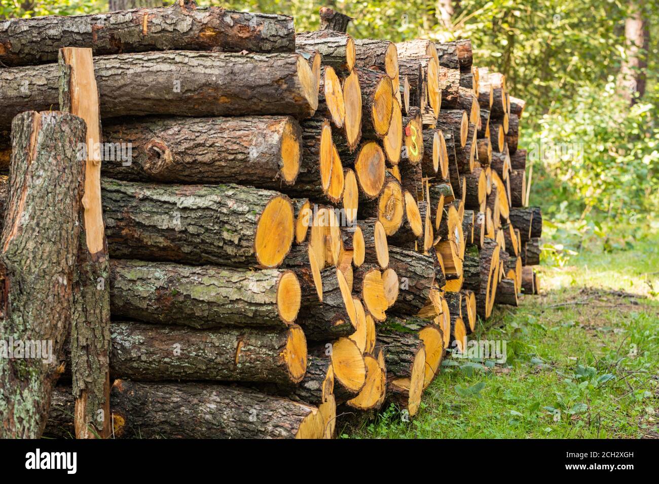 Illegal logging amazon rainforest hi-res stock photography and images ...