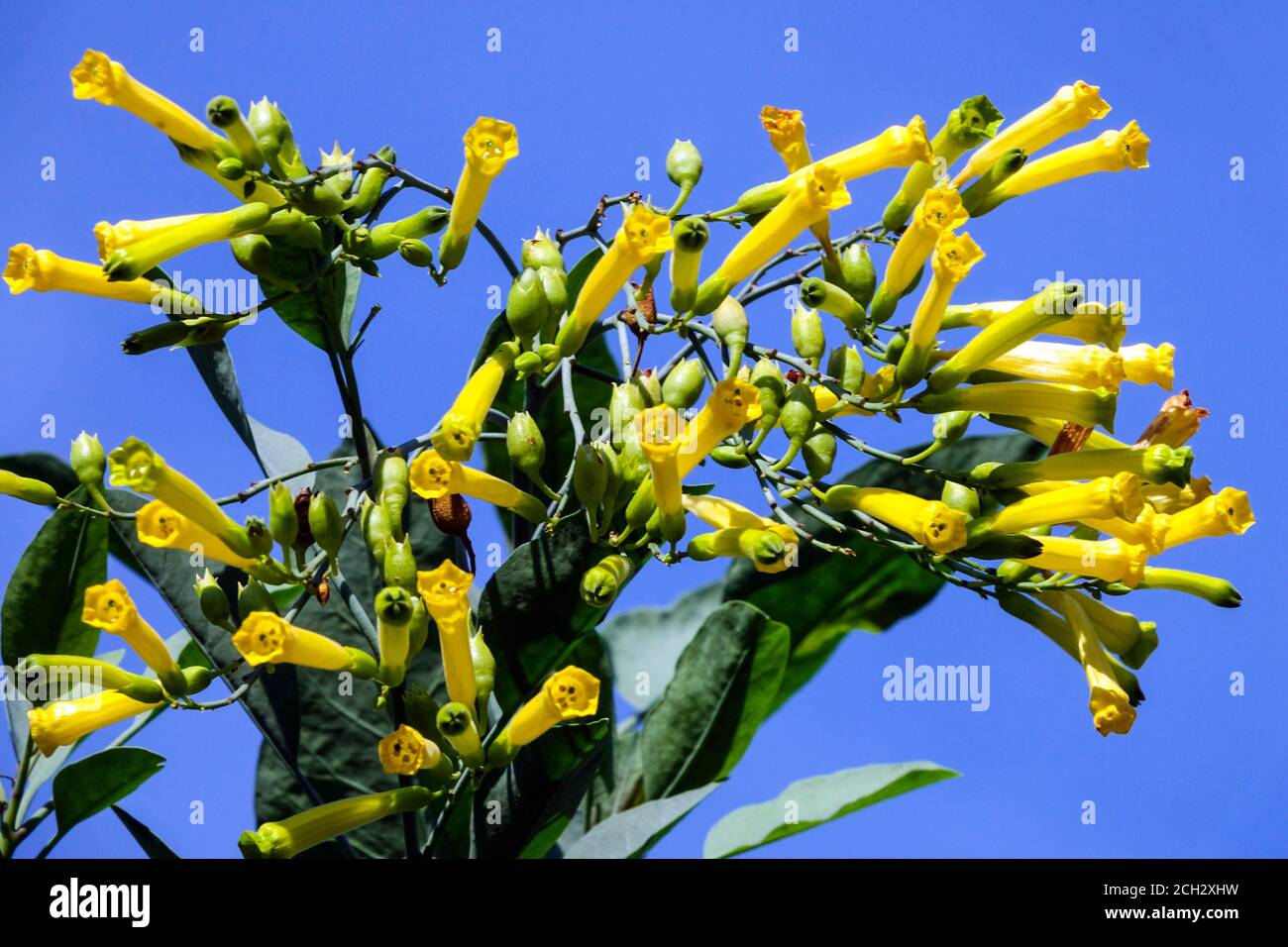 Mustard tree hi-res stock photography and images - Alamy