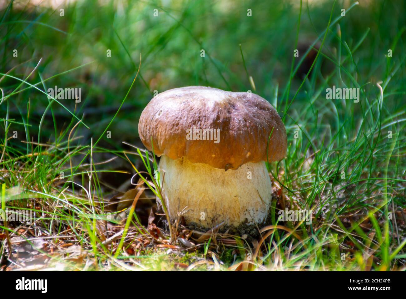 King of tasty edible mushrooms, boletus edulis porcini cepe growing in ...