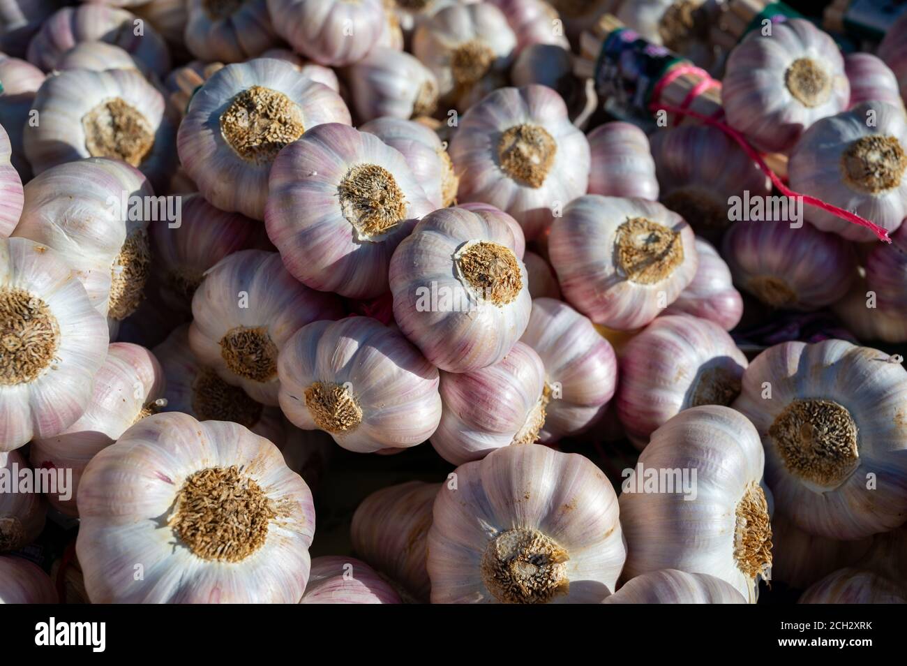 Bunch of fresh aromatic french violet or rose garlic on market in ...