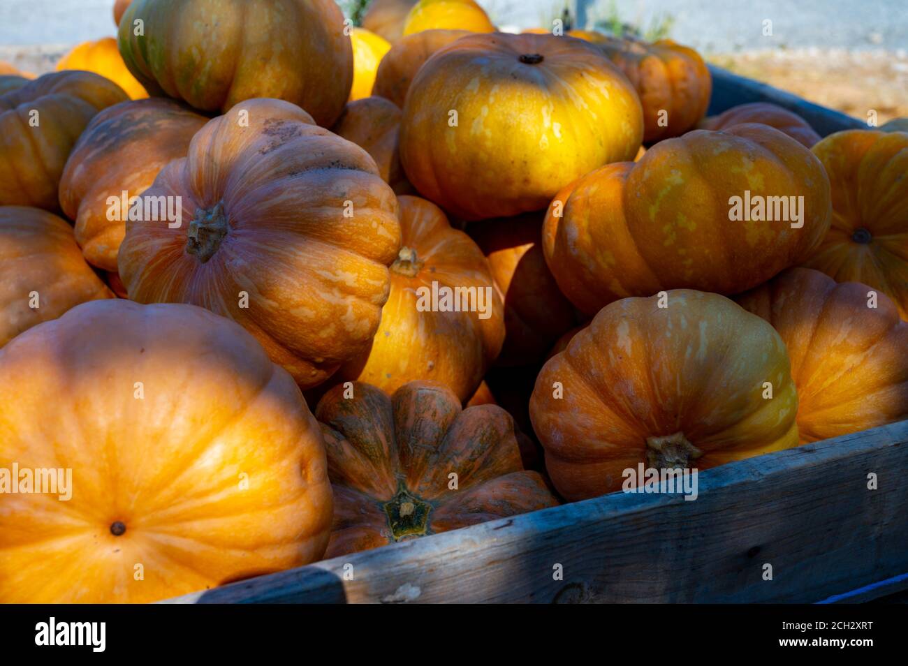 New harvest of big round tasty edible pumpkins in Provence, France ...
