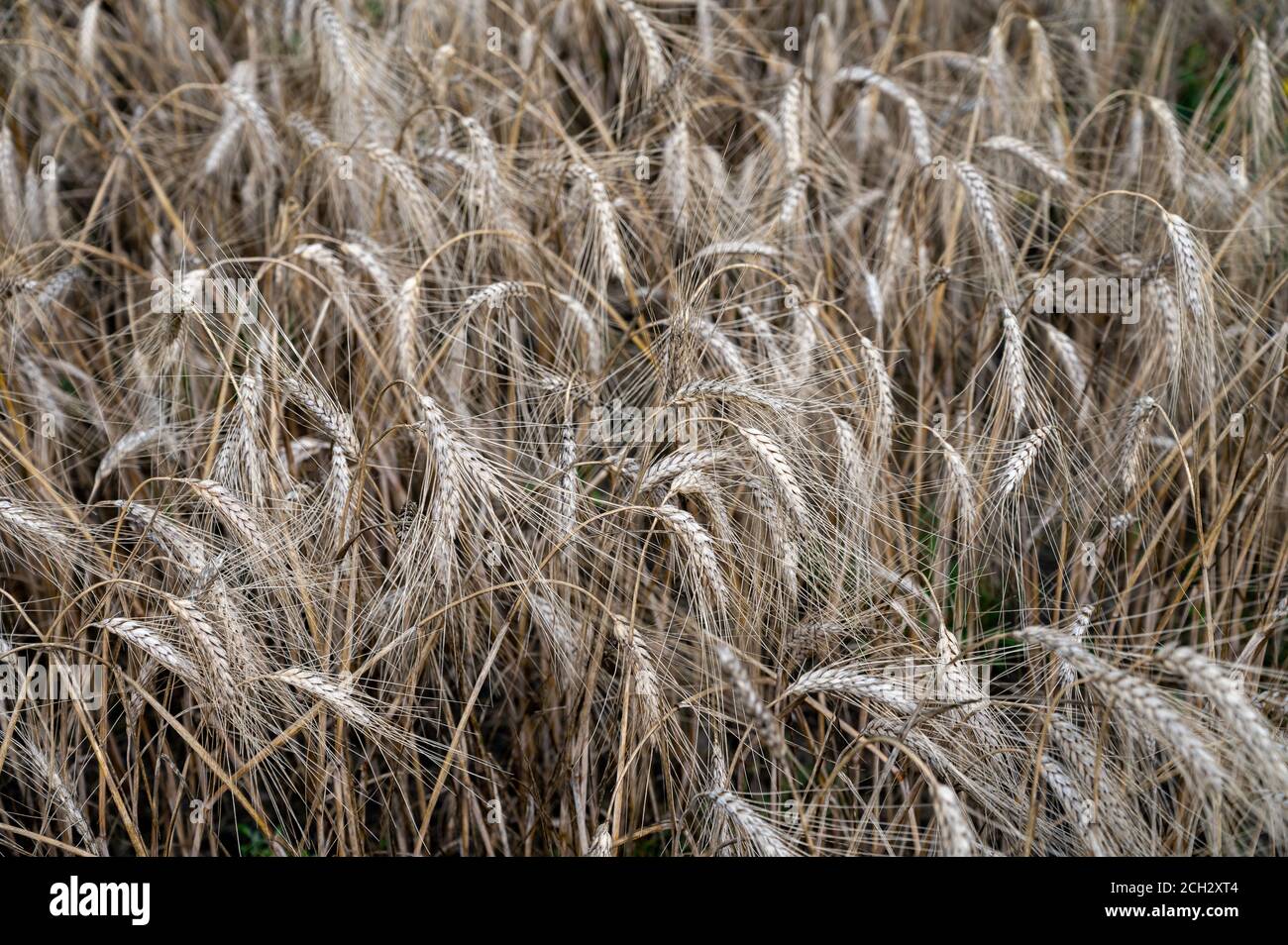 Ripe barley grains ready to harvest and making scotch whiskey Stock ...