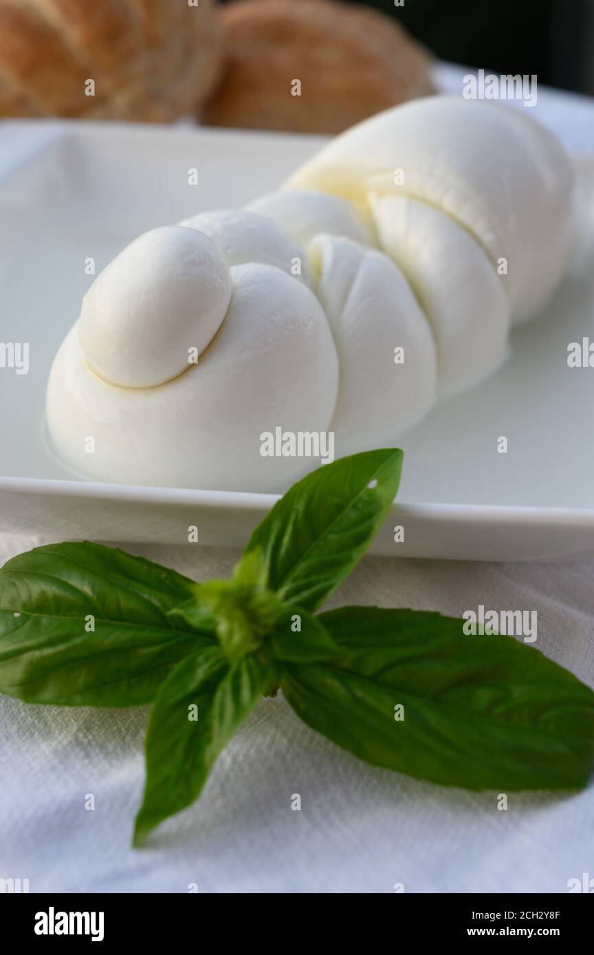 Fresh soft white italian cheese braid mozzarella buffalo made from ...