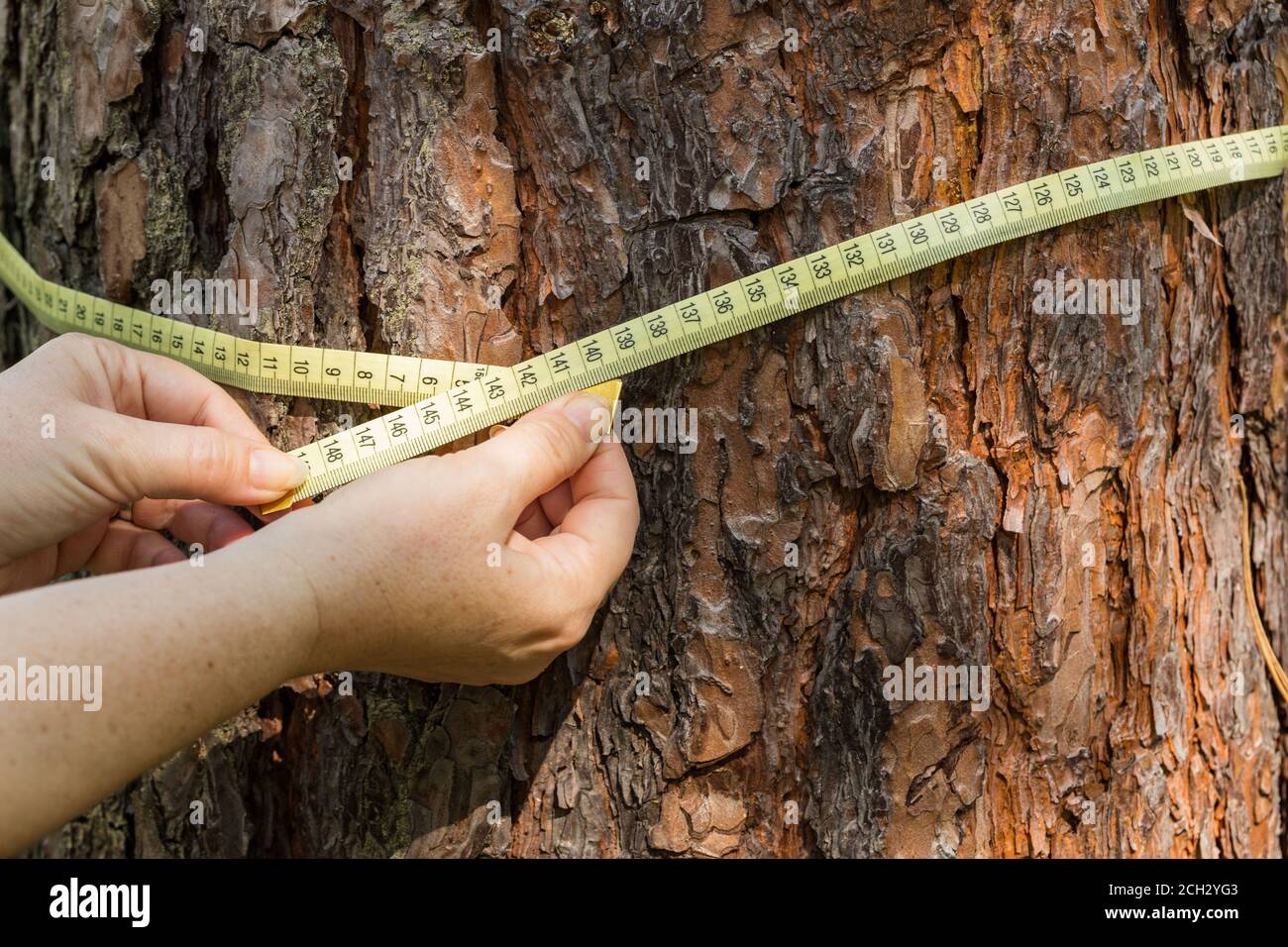 measuring the circumference of a tree with a meter. The concept of ...