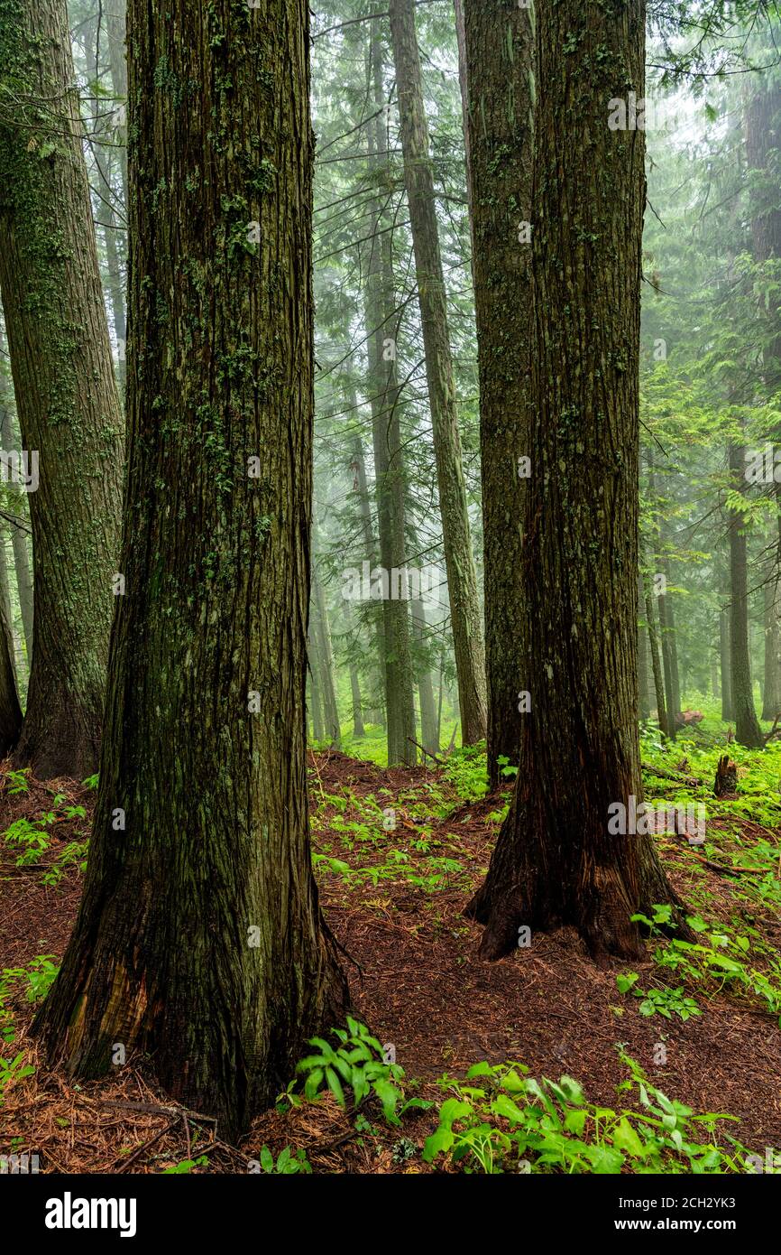Beautiful forest many cedar hi-res stock photography and images - Alamy
