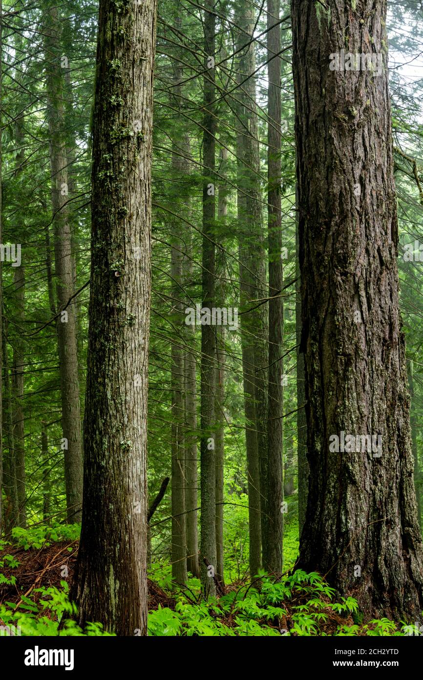 Large cedar tree forest with green plants of the ground Stock Photo - Alamy