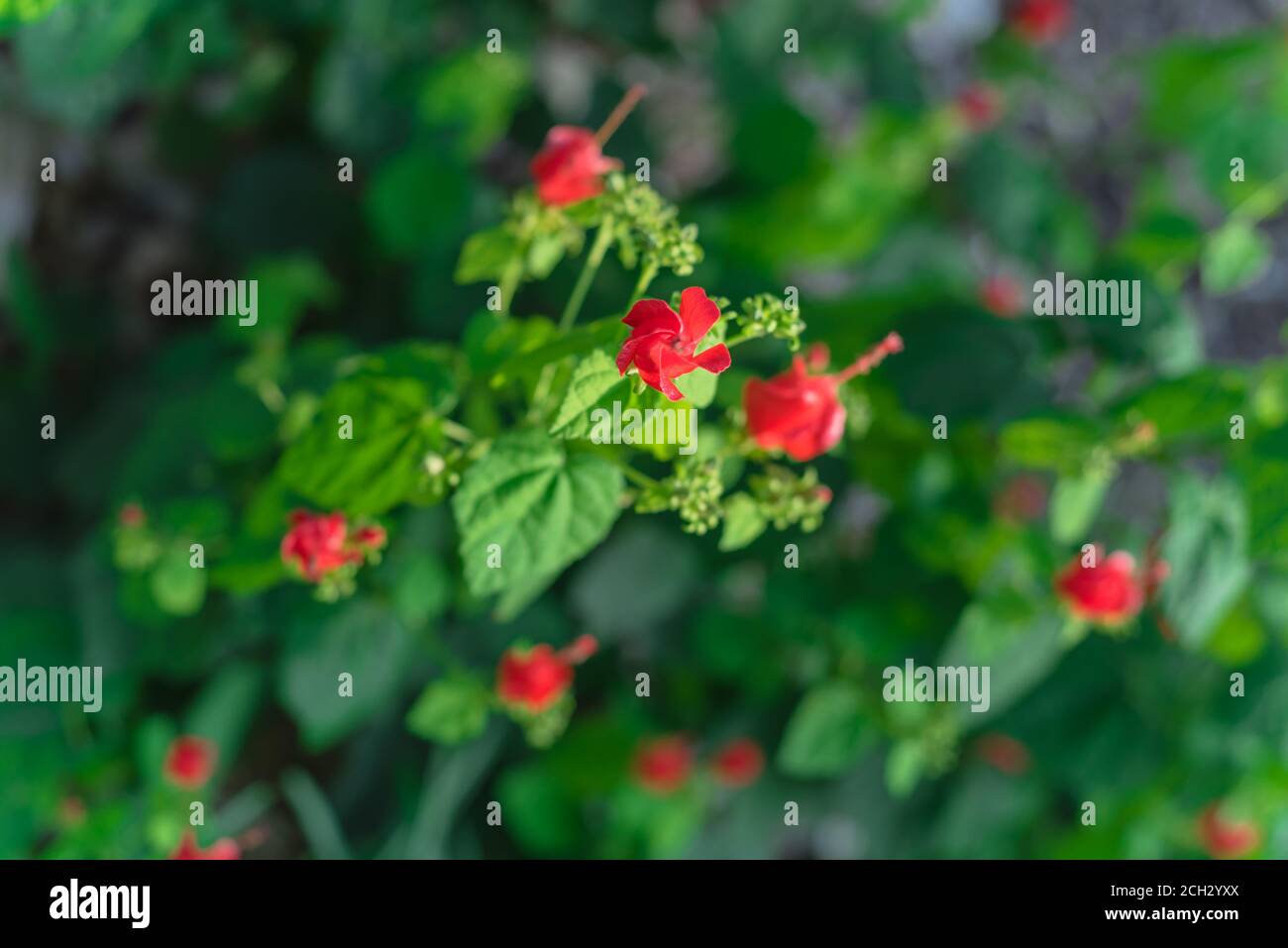 Blooming bush of Malvaviscus arboreus (Turks Cap, Sleeping Hibiscus or ...