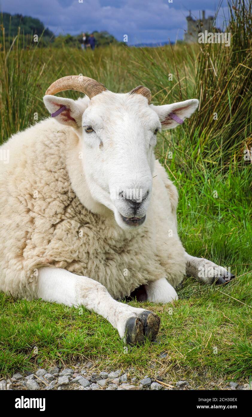 Ram in front of Kilchurn Castle Stock Photo - Alamy