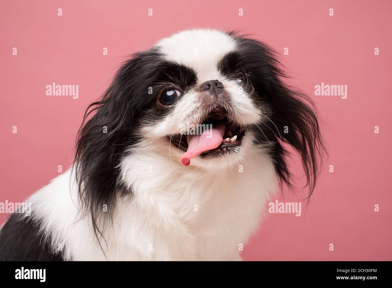 Cute japanese Chin against pink background. Studio shot Stock Photo - Alamy