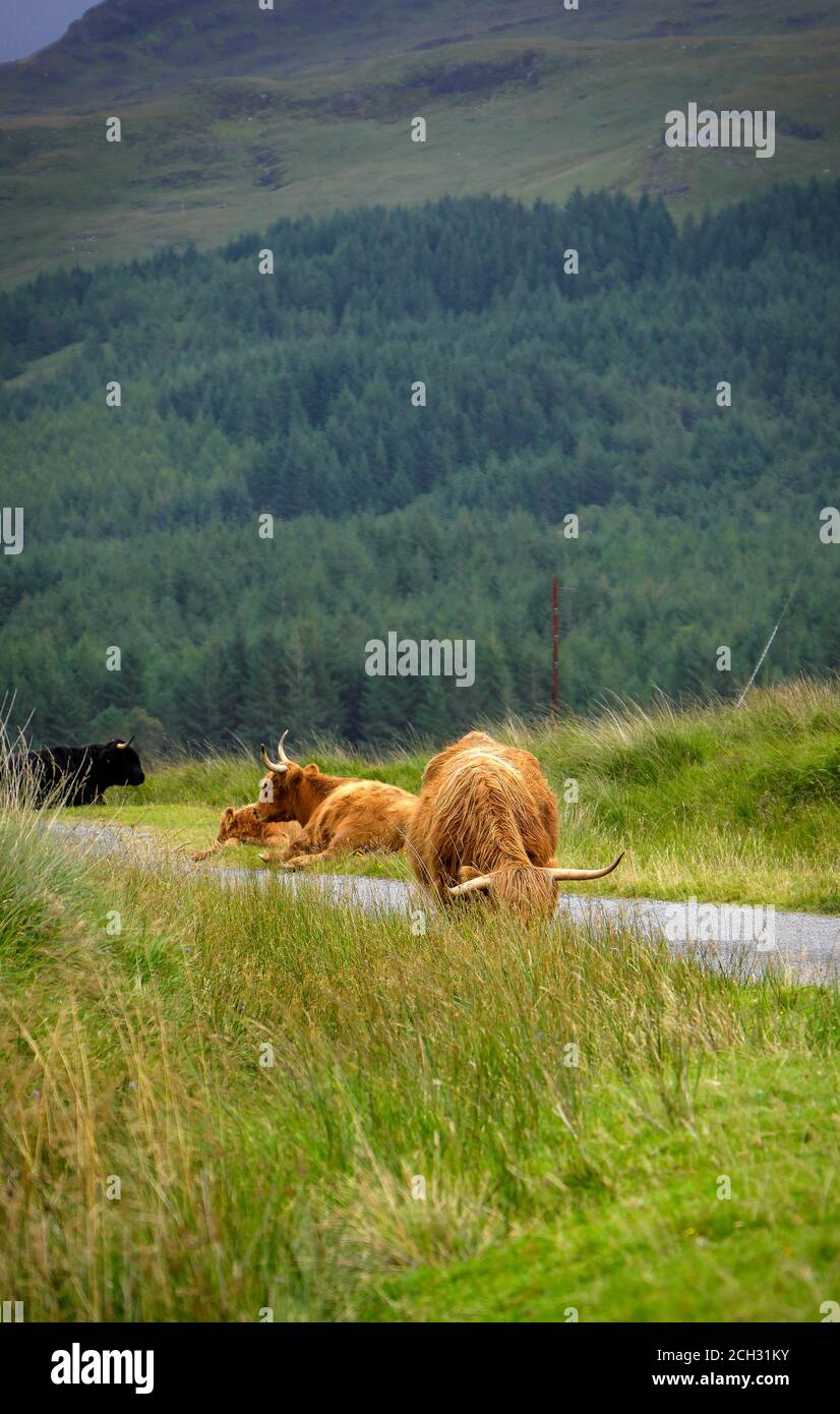 Iconic Highlander cows in Isle of Mull,Scotland Stock Photo - Alamy