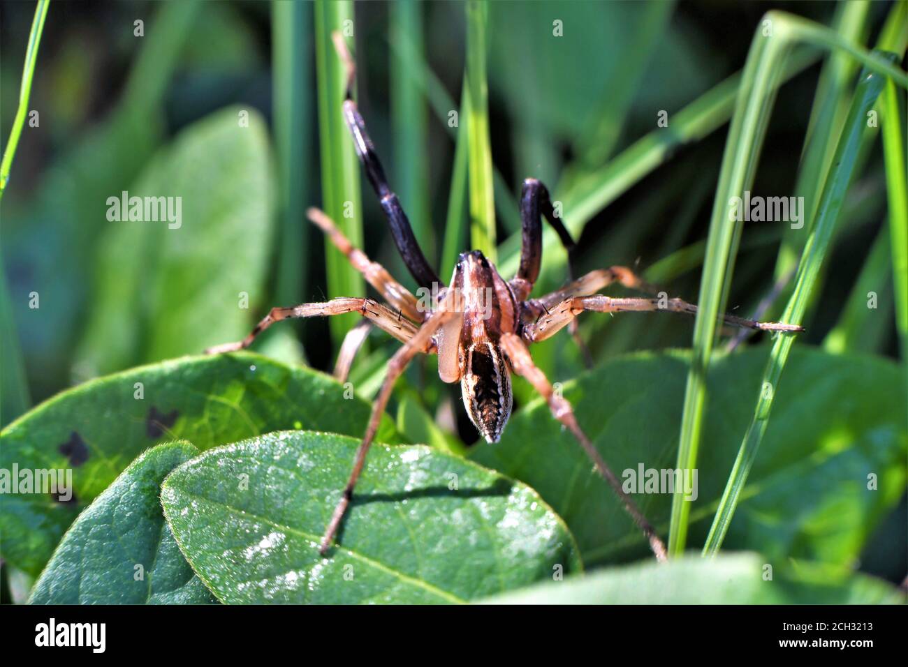 A grass spider Stock Photo - Alamy