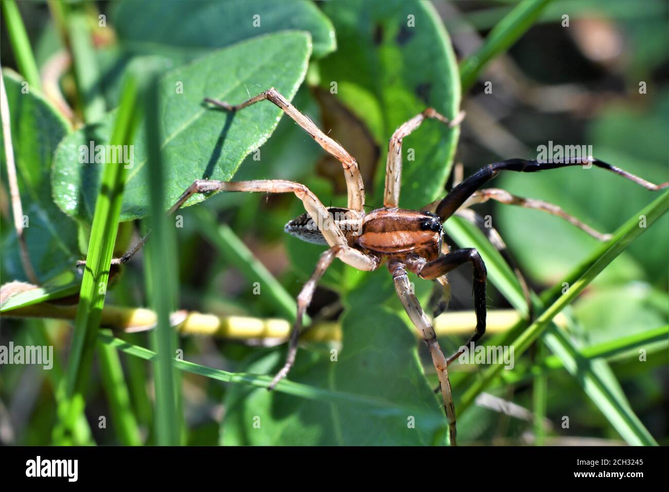 Grass Spider Identification