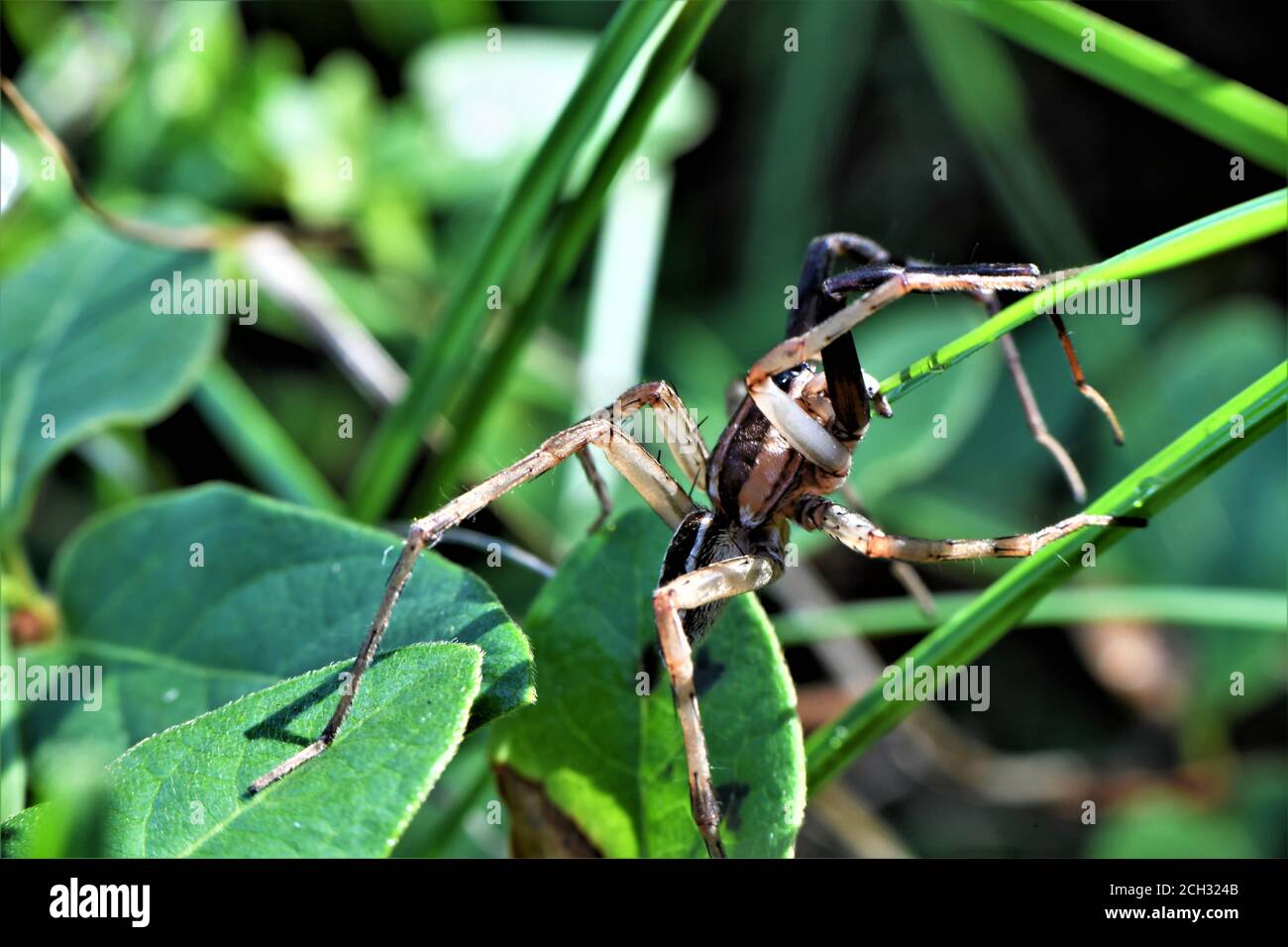 A grass spider Stock Photo - Alamy