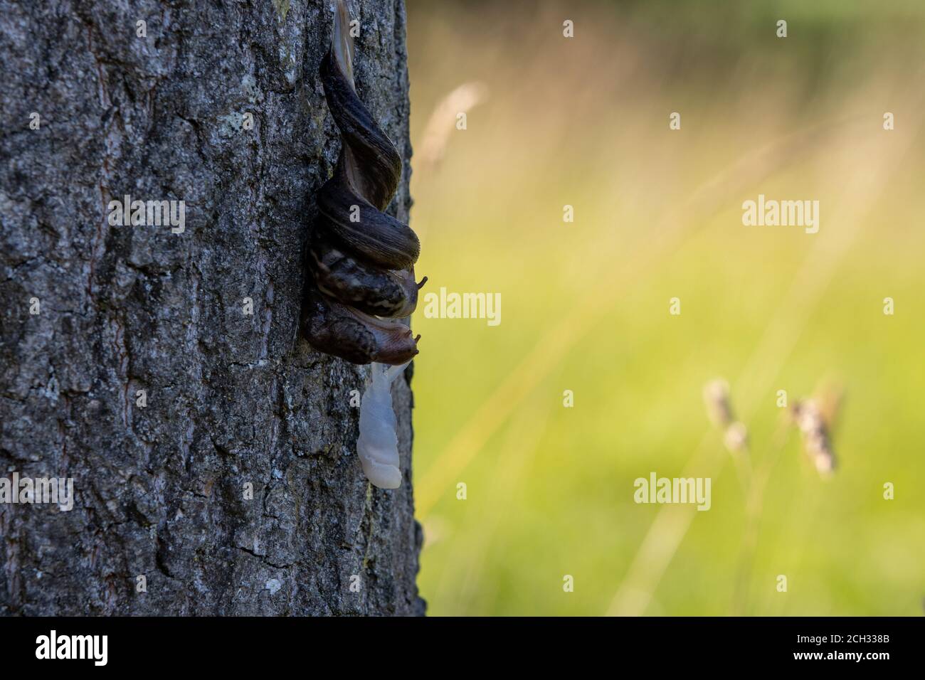 Slugs Mating High Resolution Stock Photography and Images - Alamy