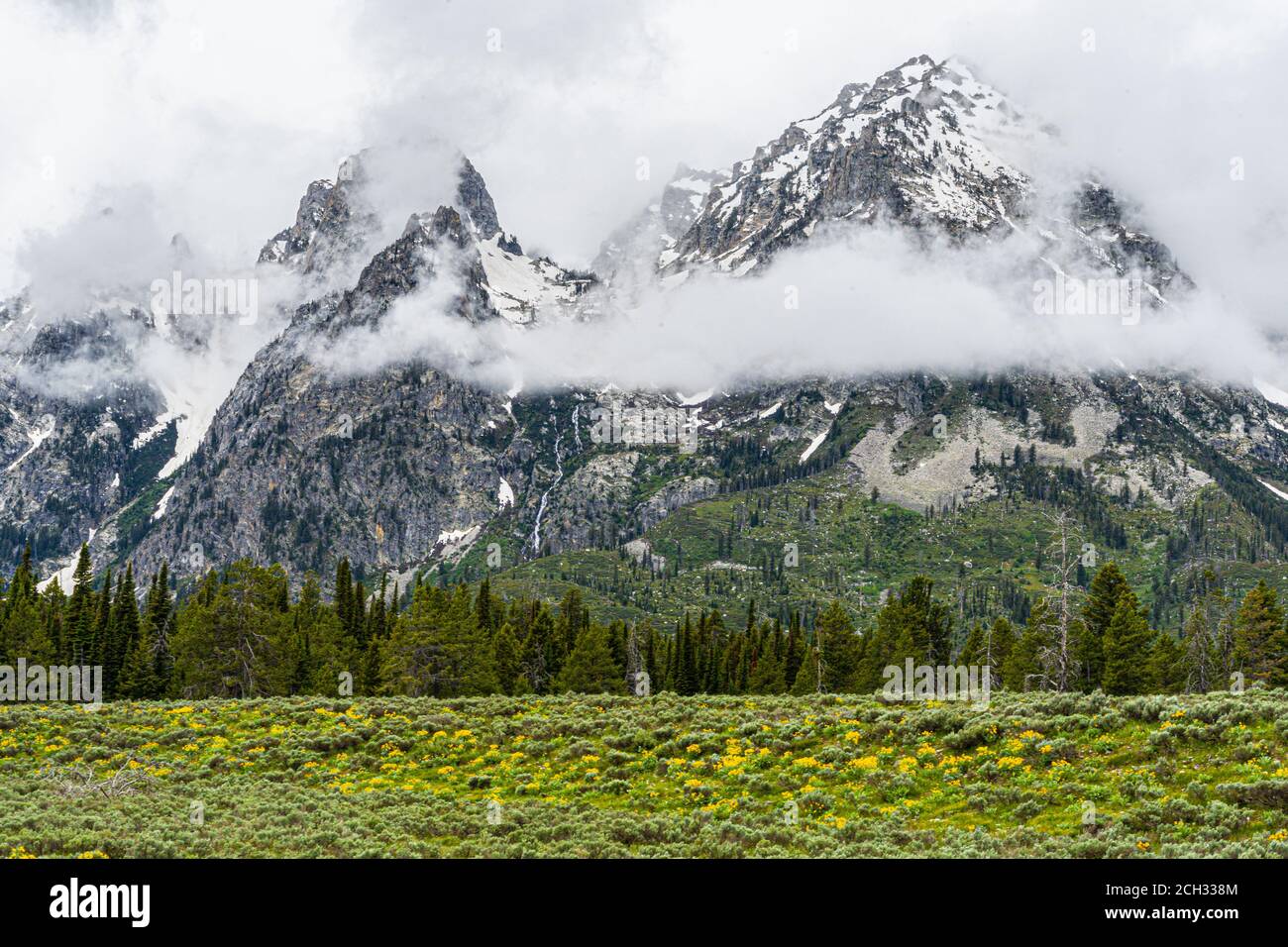 balsam wildflowers in field beneath towering grand teton mountain range ...