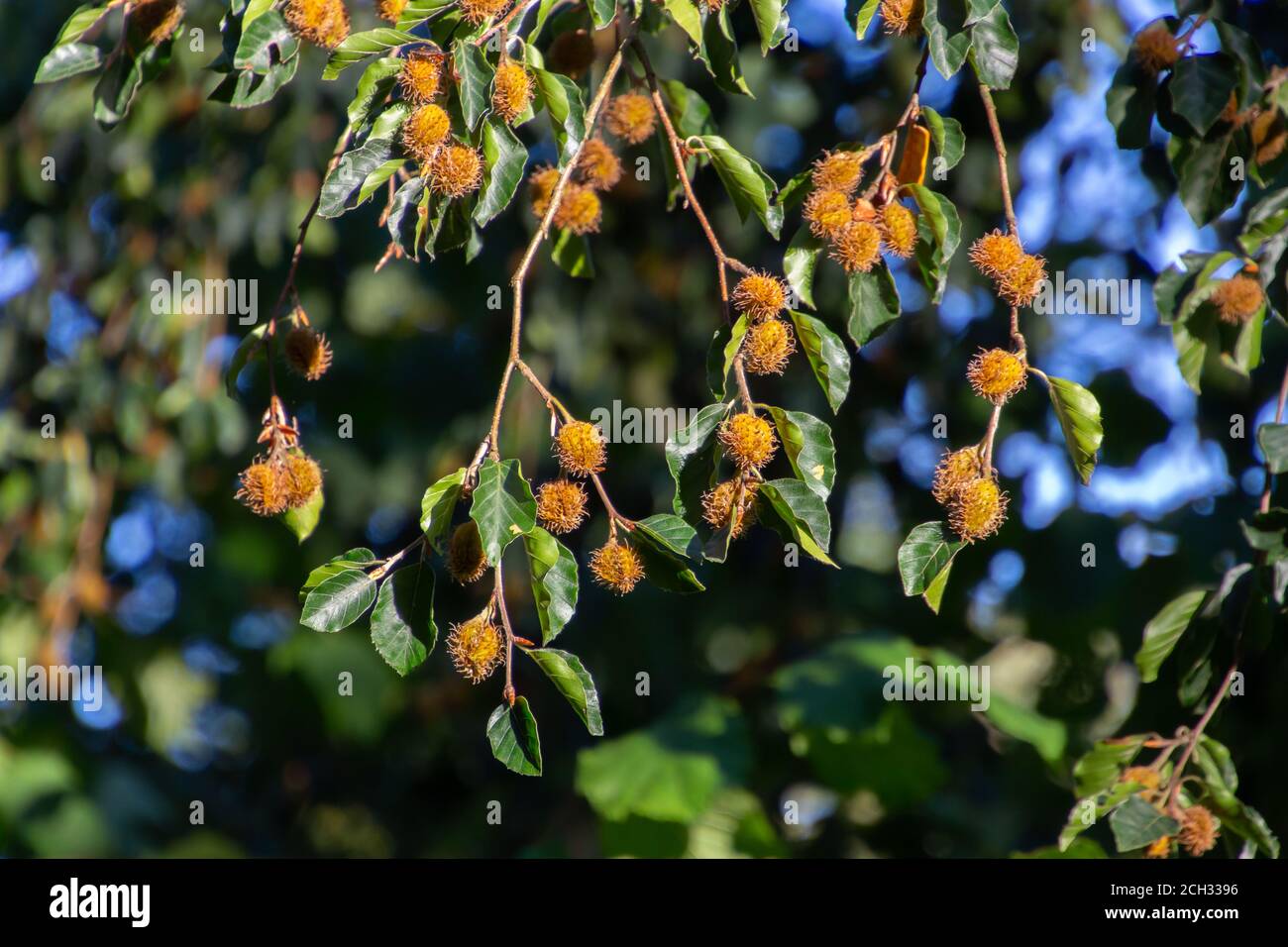 Beechnut hanging on a branch of a beech tree, also called Fagus ...