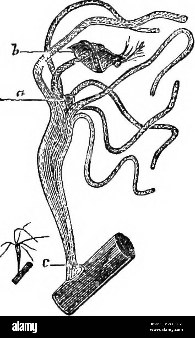 Blank Plant Diagram