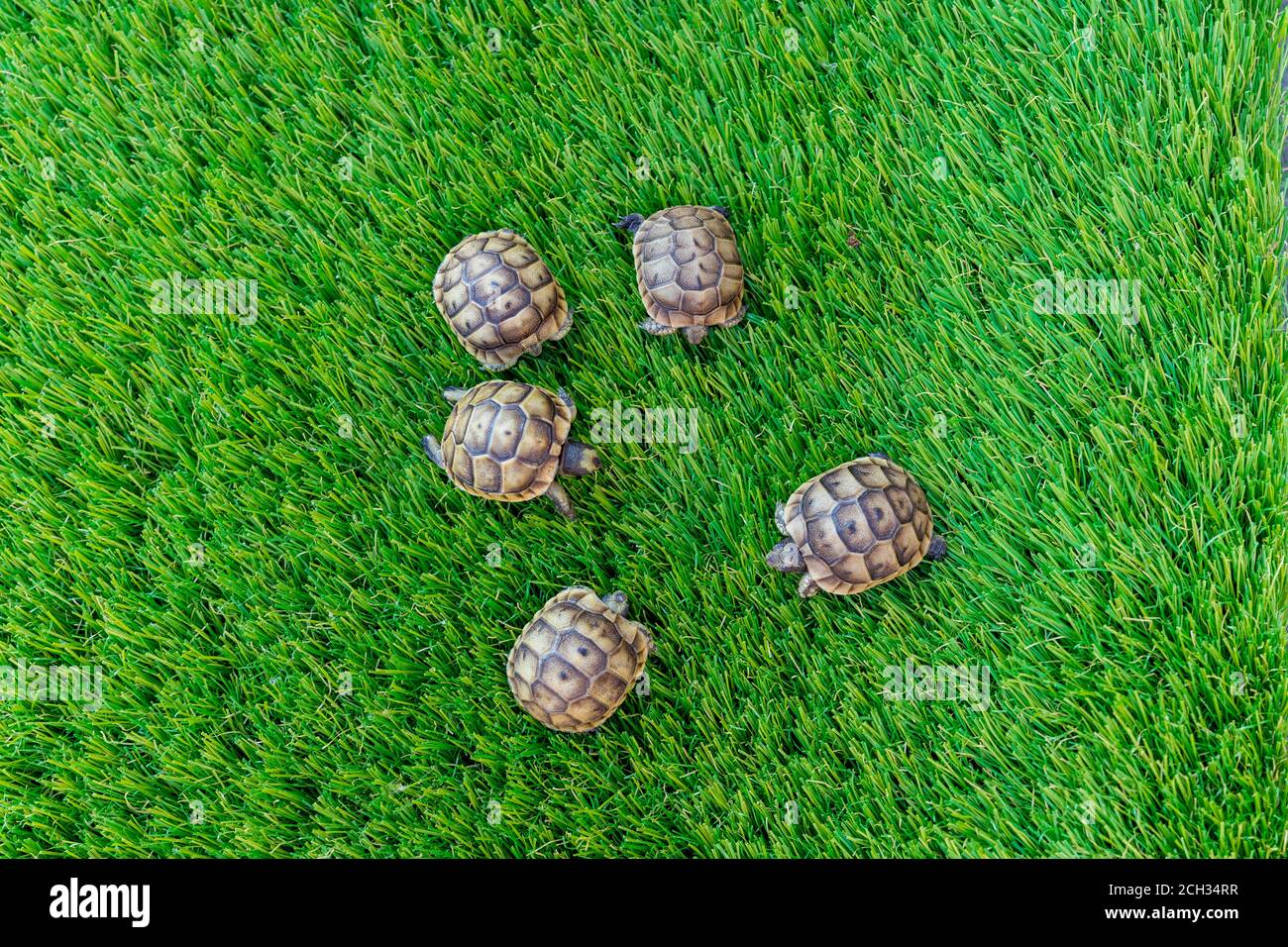 Five turtles hi-res stock photography and images - Alamy