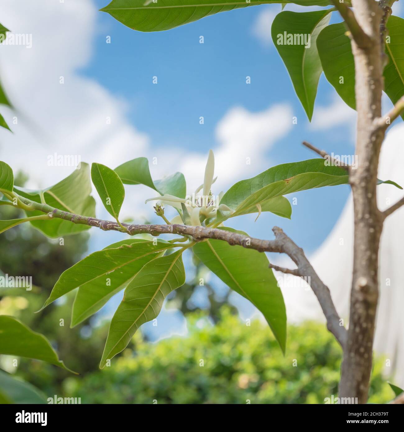 Llang Llang High Resolution Stock Photography and Images - Alamy