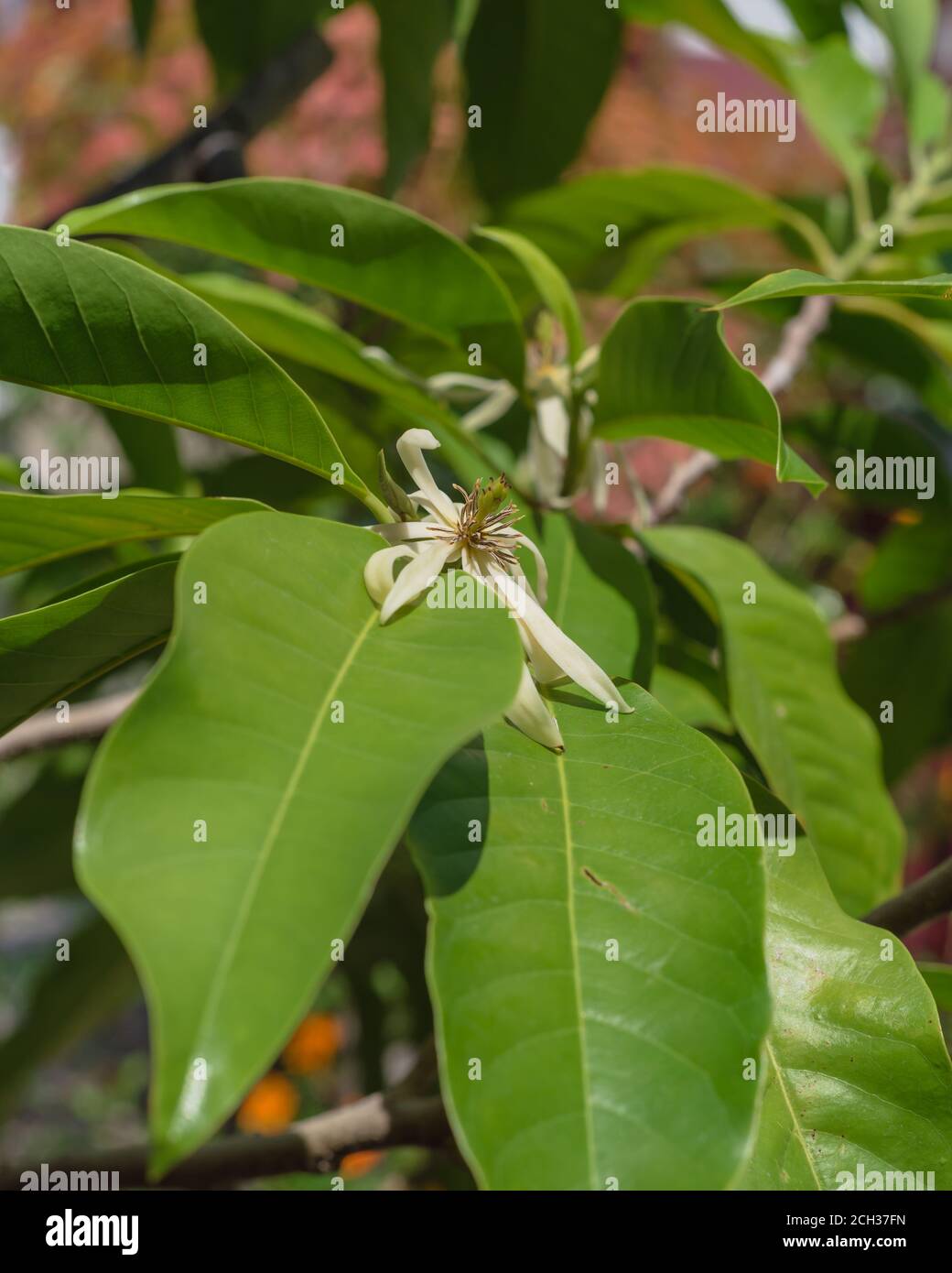 Blooming Cananga odorata Ylang-ylang flower or tropical perfume tree ...