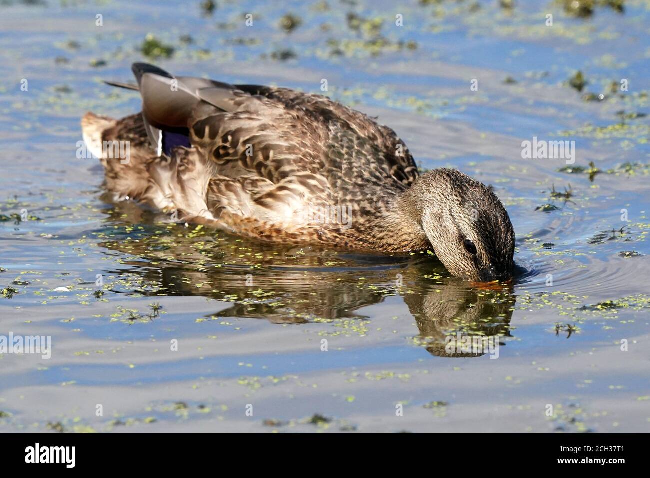 Feeding on duckweed and water plants hi-res stock photography and ...