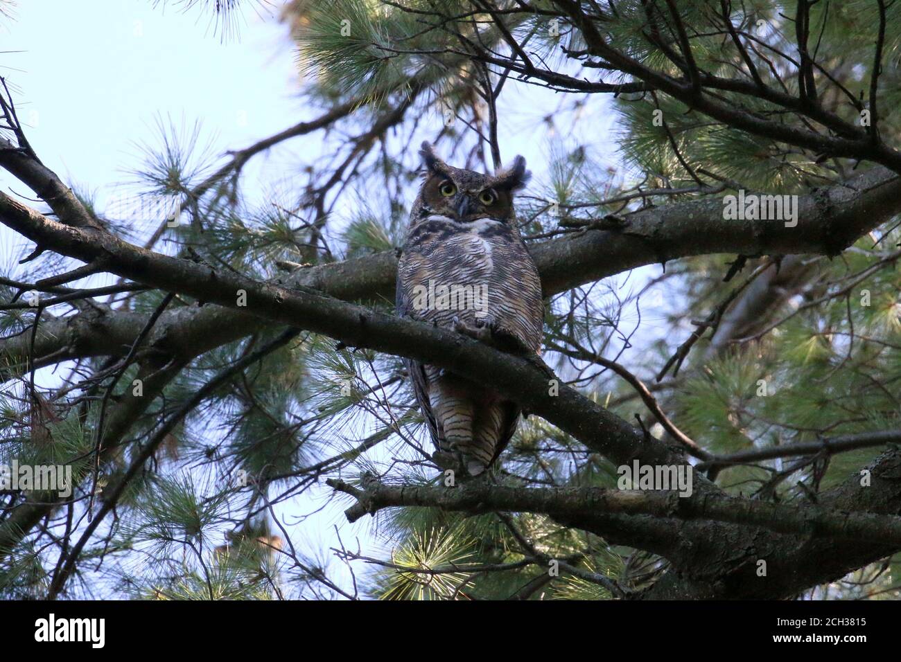 Great Horned owl in tree Stock Photo - Alamy