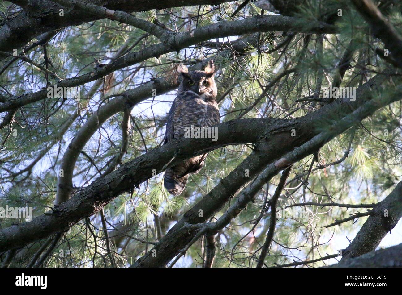 Great Horned owl in tree Stock Photo - Alamy