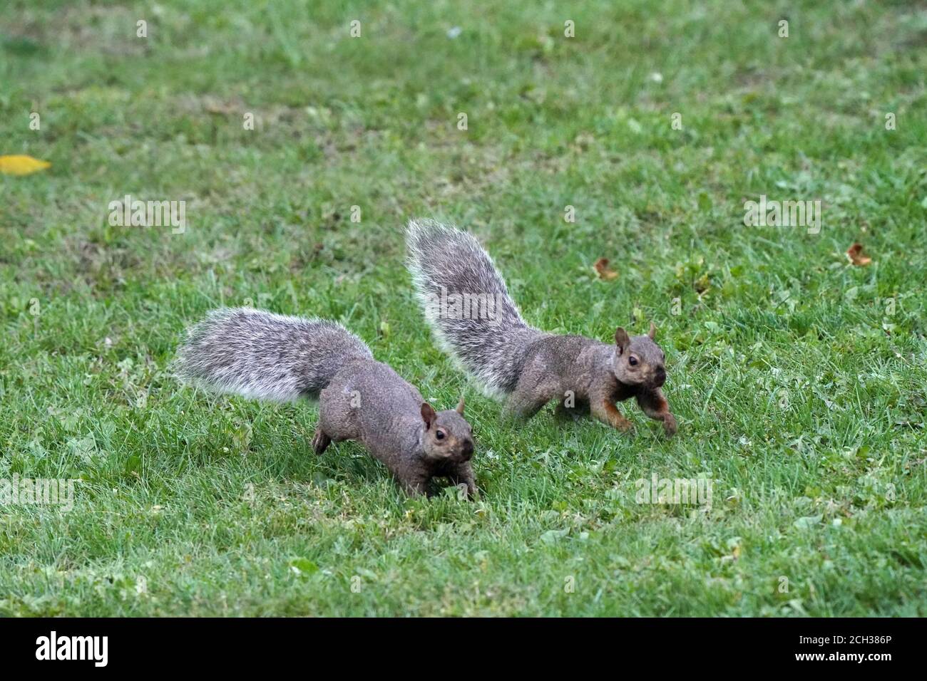 Two squirrels on grass hi-res stock photography and images - Alamy