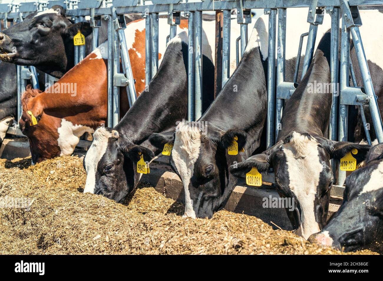 Cows on dairy farm. Breeding and feeding for milking cattle Stock Photo ...