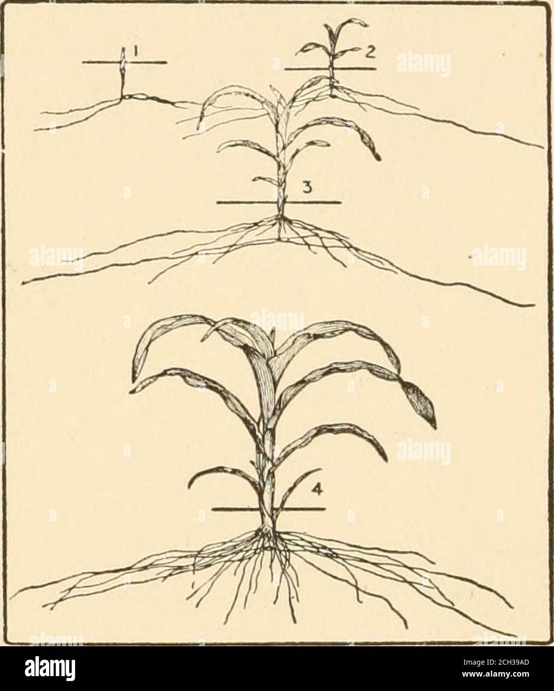 Farm Crops Drawing With Pencil