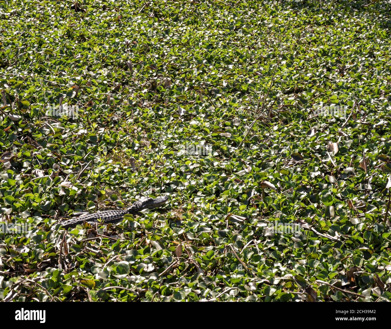 Small alligator in thick hi-res stock photography and images - Alamy