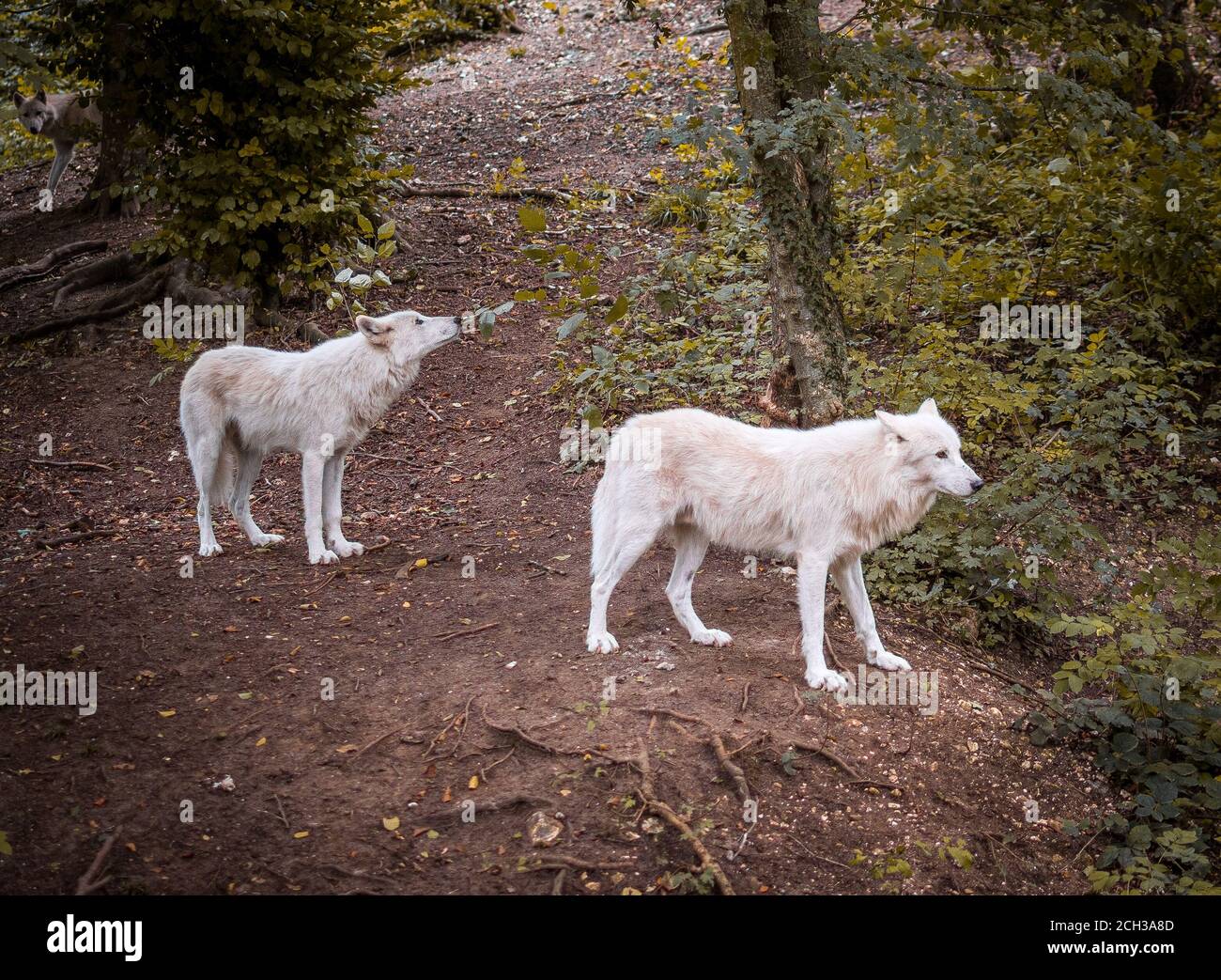 Two white wolves in the woods, wolf, wild, forest Stock Photo - Alamy