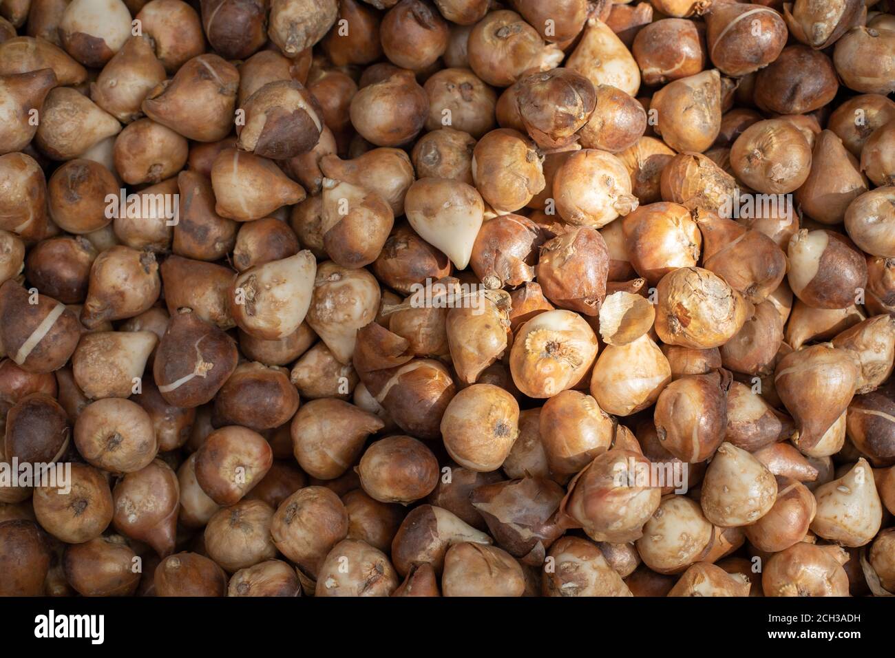 Varietal tulip bulbs damaged by pests and improper storage. Mistakes in ...