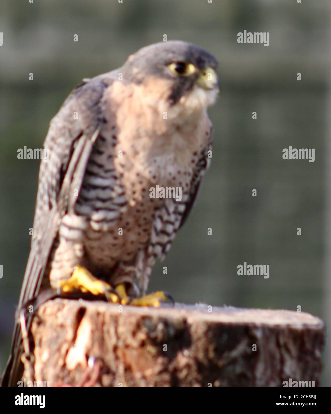 African kestrel hi-res stock photography and images - Alamy