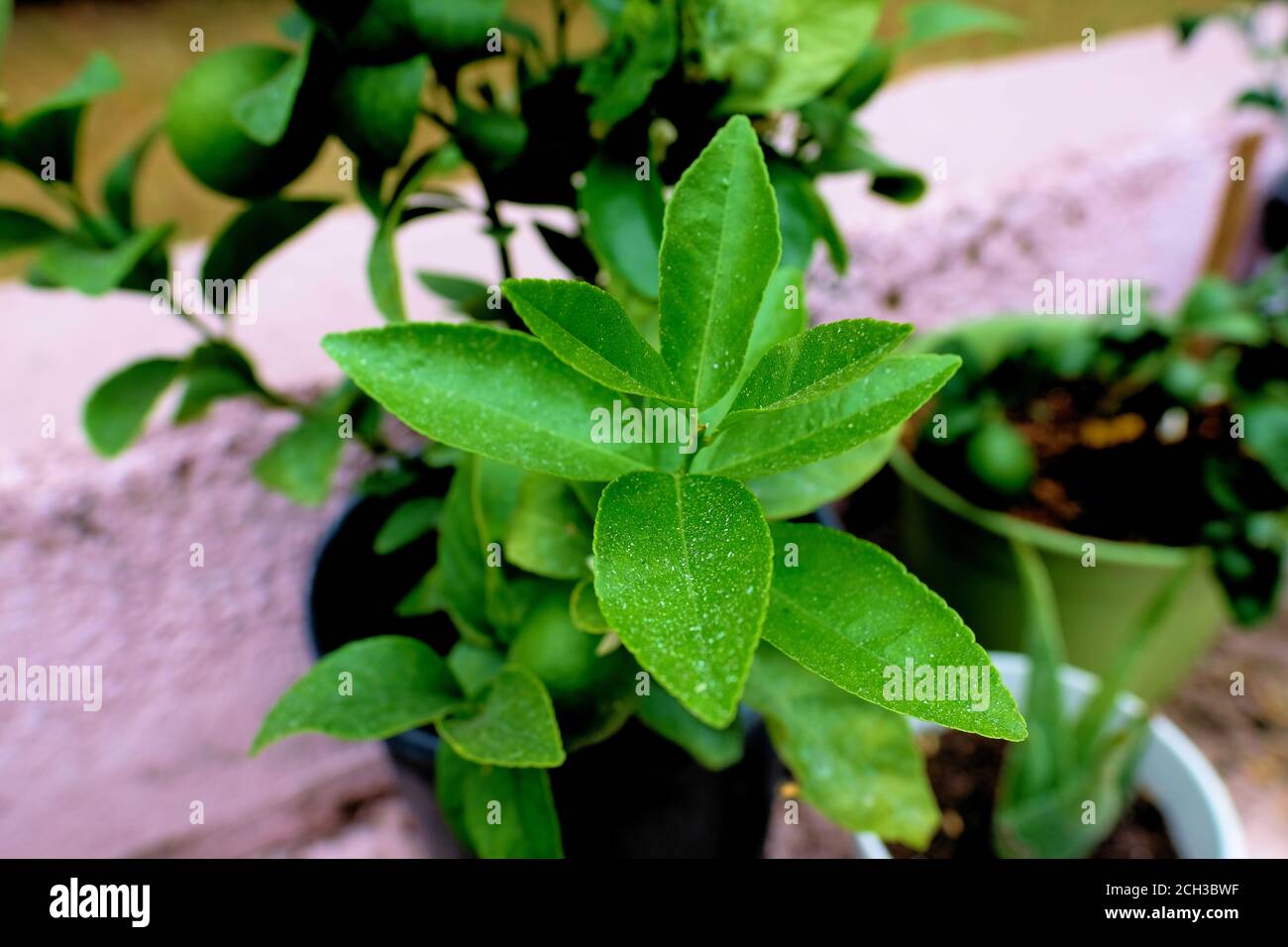 Plant leaves covered with wind blown ashes from the 2020 Northern ...