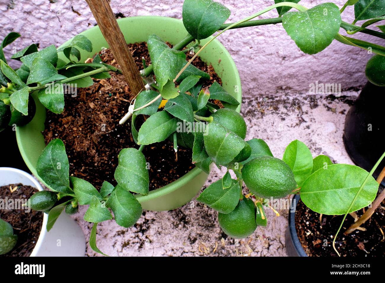 Plant leaves covered with wind blown ashes from the 2020 Northern ...