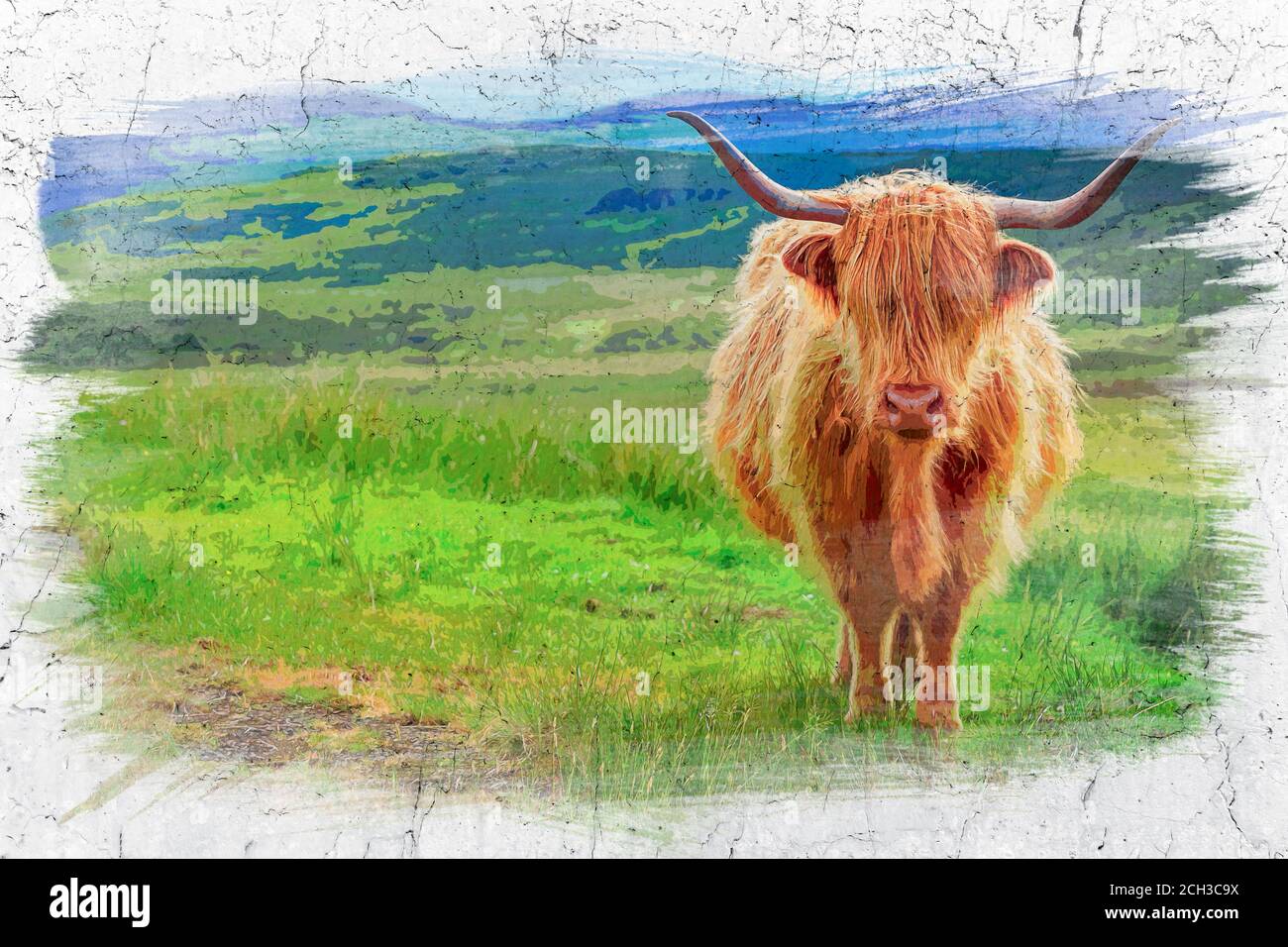Scottish highland cow drawing hi-res stock photography and images - Alamy