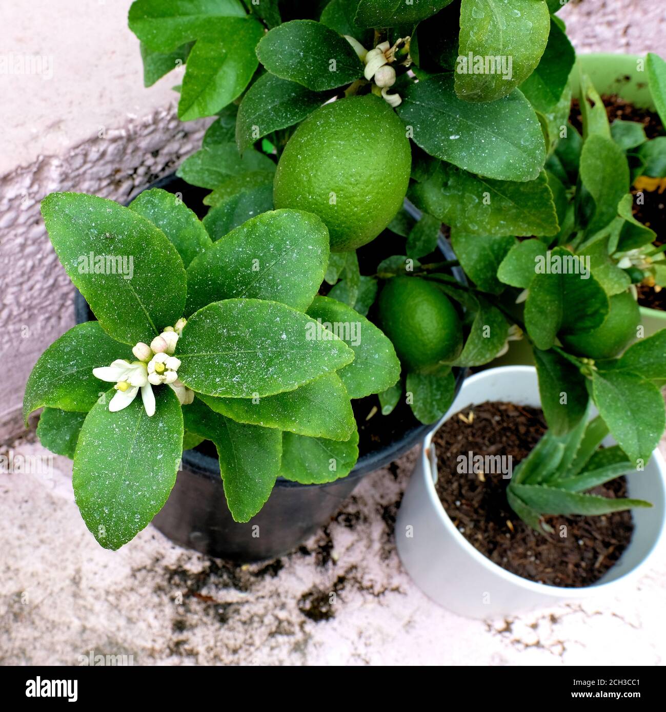 Plant leaves covered with wind blown ashes from the 2020 Northern ...