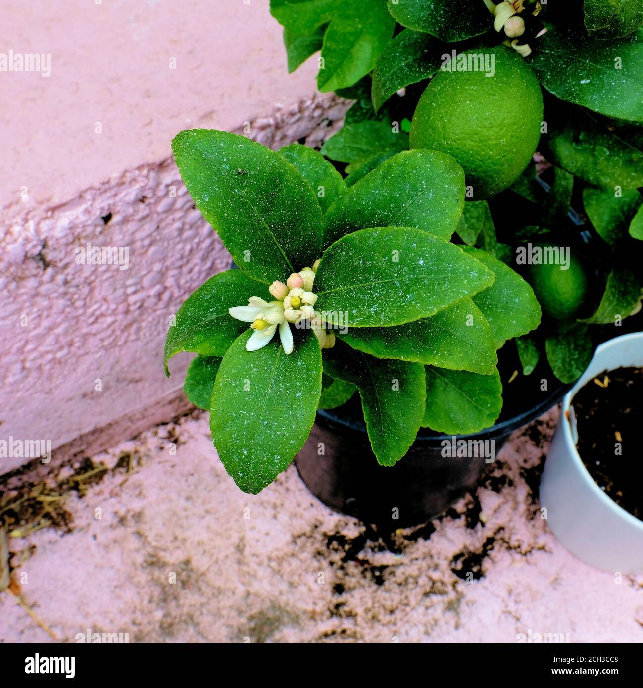 Plant leaves covered with wind blown ashes from the 2020 Northern ...