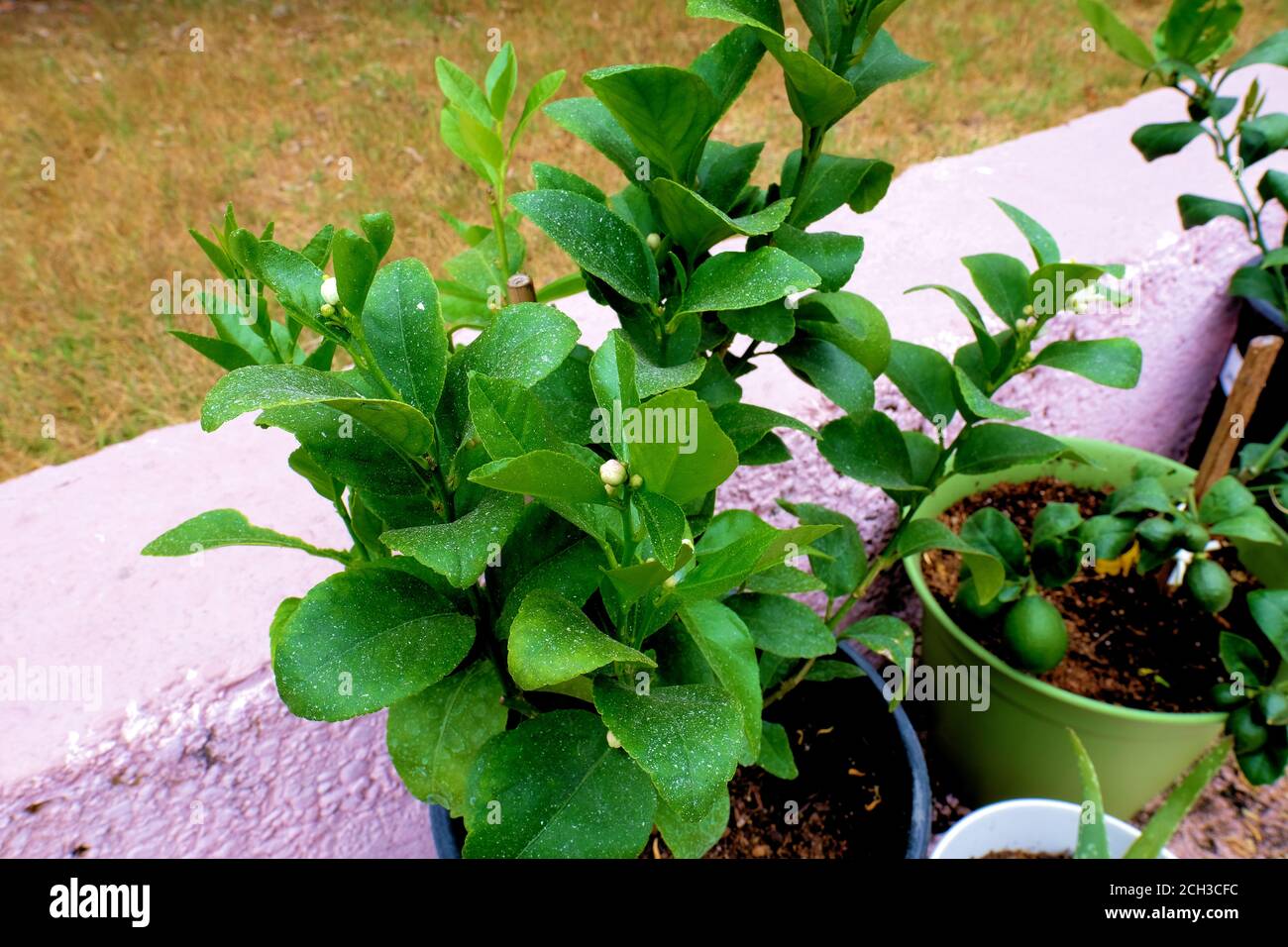 Plant leaves covered with wind blown ashes from the 2020 Northern ...