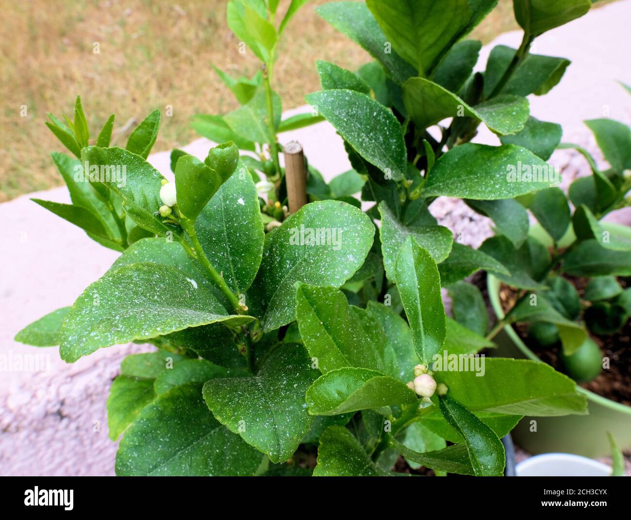 Plant leaves covered with wind blown ashes from the 2020 Northern ...