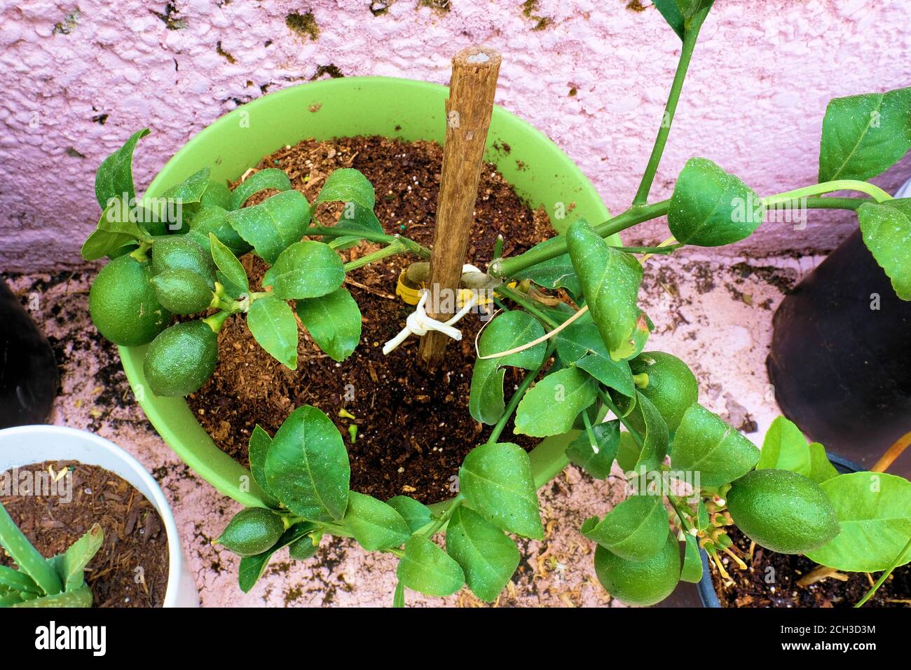 Plant leaves covered with wind blown ashes from the 2020 Northern ...