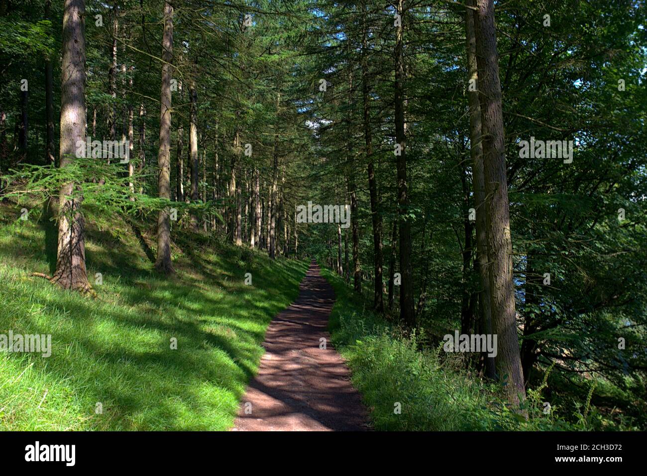 english green trial through the woods Stock Photo - Alamy