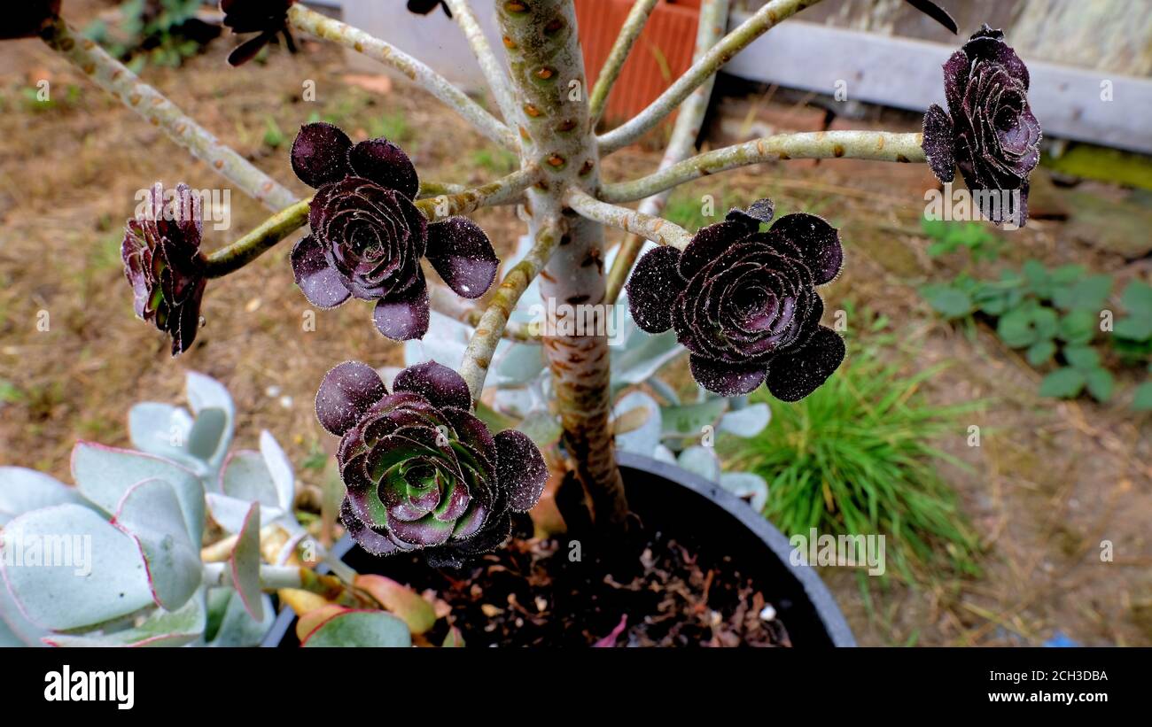Plant leaves covered with wind blown ashes from the 2020 Northern ...