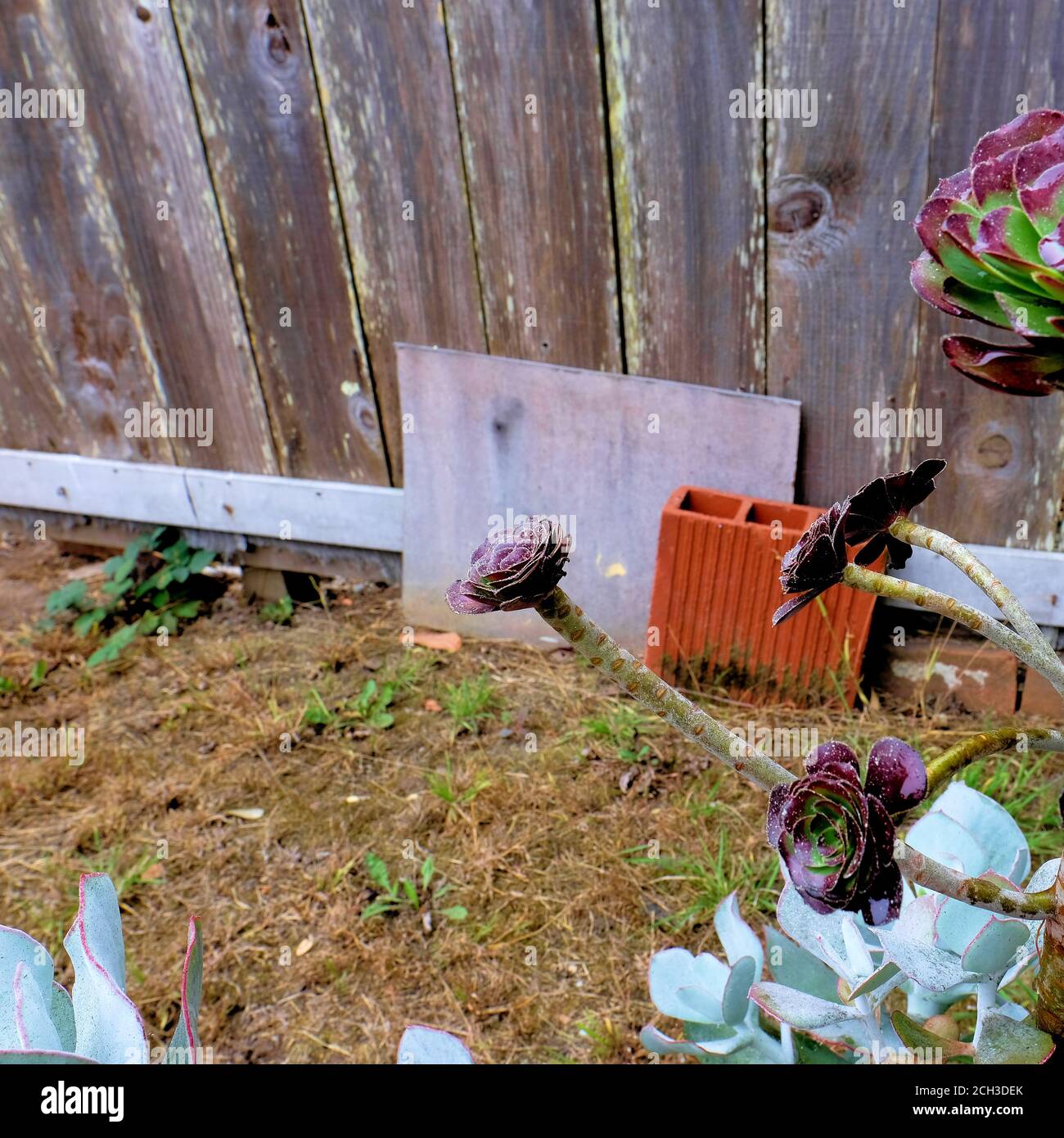 Plant leaves covered with wind blown ashes from the 2020 Northern ...