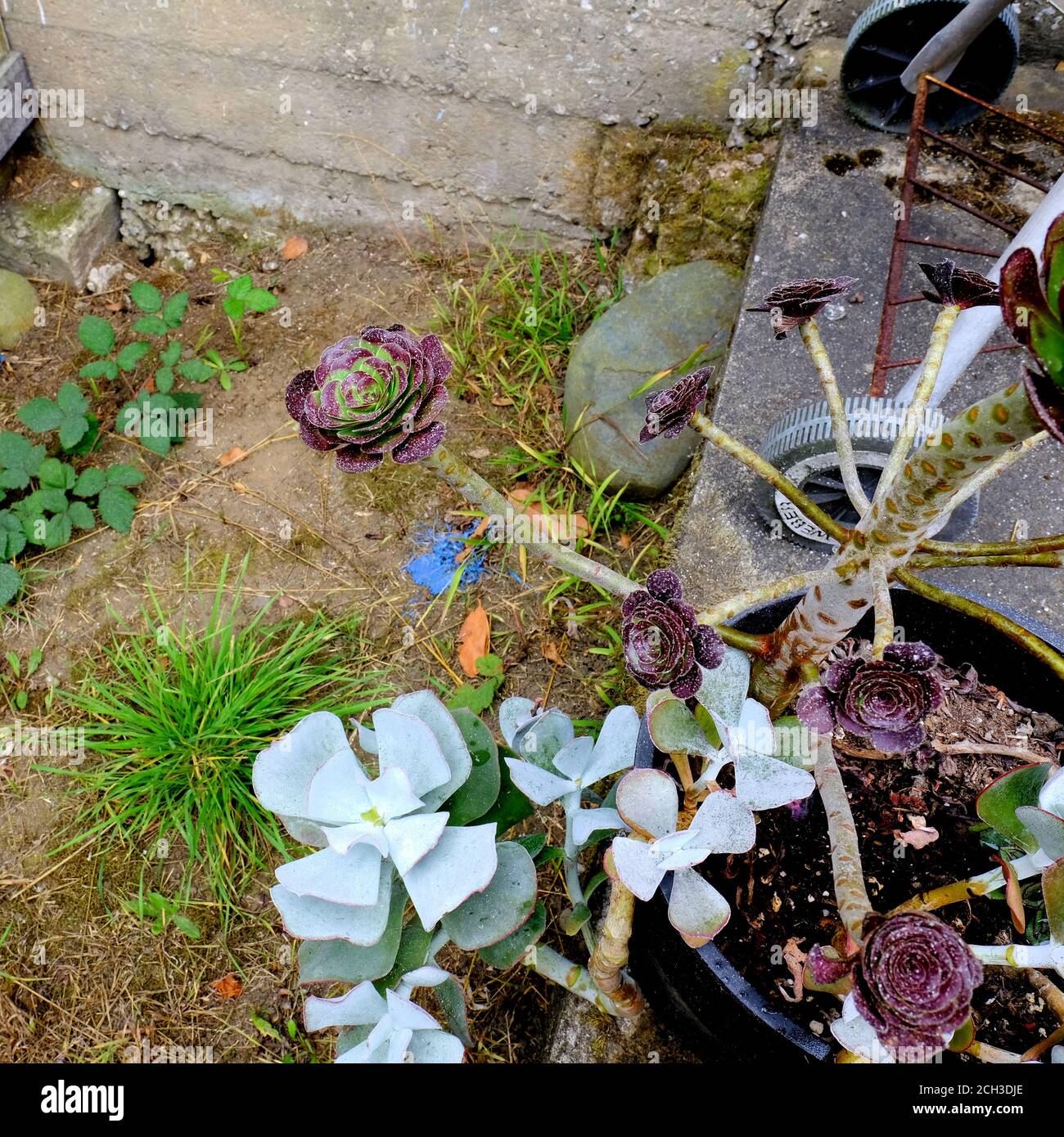 Plant leaves covered with wind blown ashes from the 2020 Northern ...